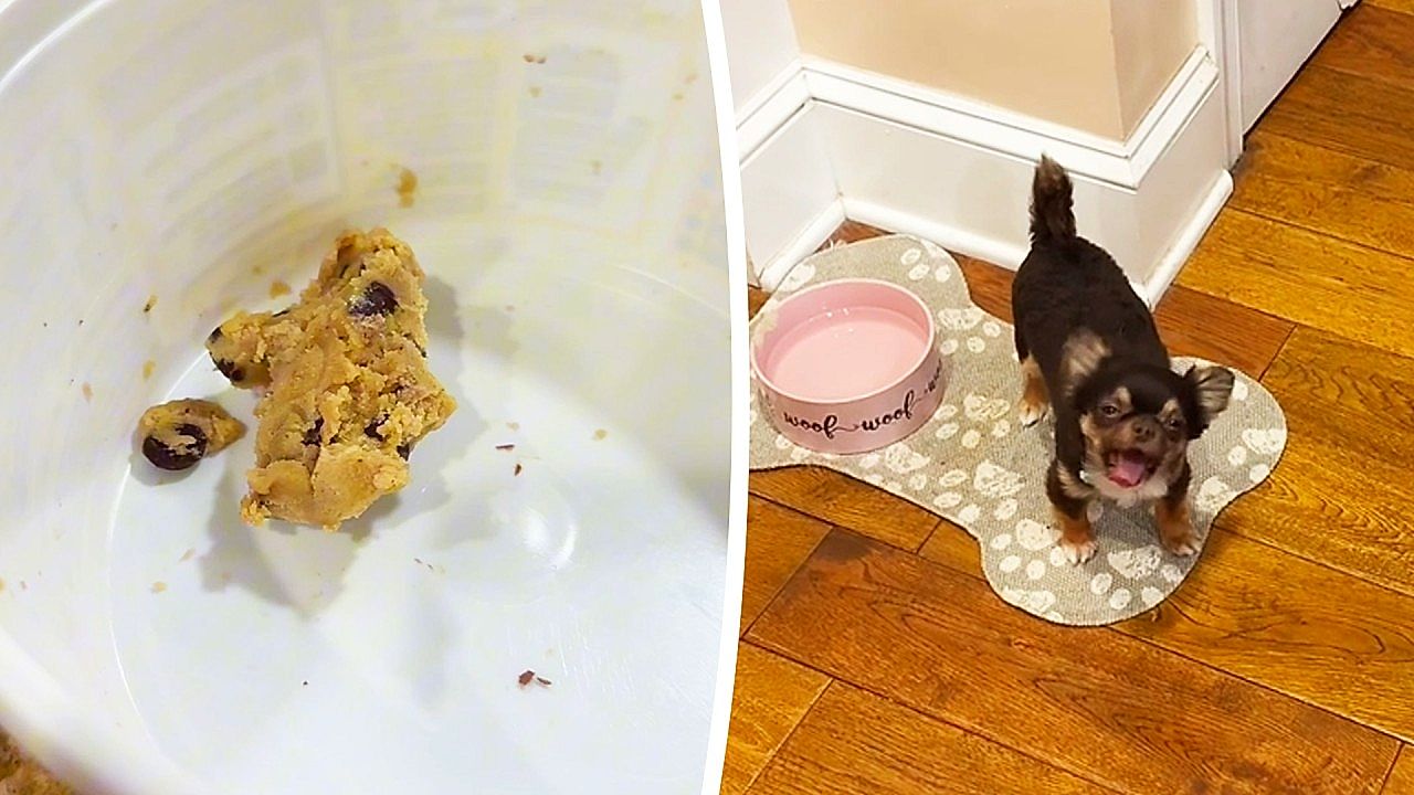 Tiny chihuahua throws tantrum for cookie dough