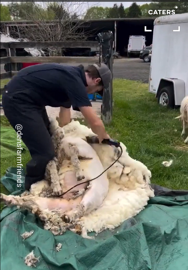 Heavywool sheep gets huge summer shear