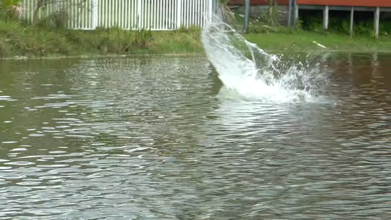 They thought it was just a pond until the monster shark started attacking