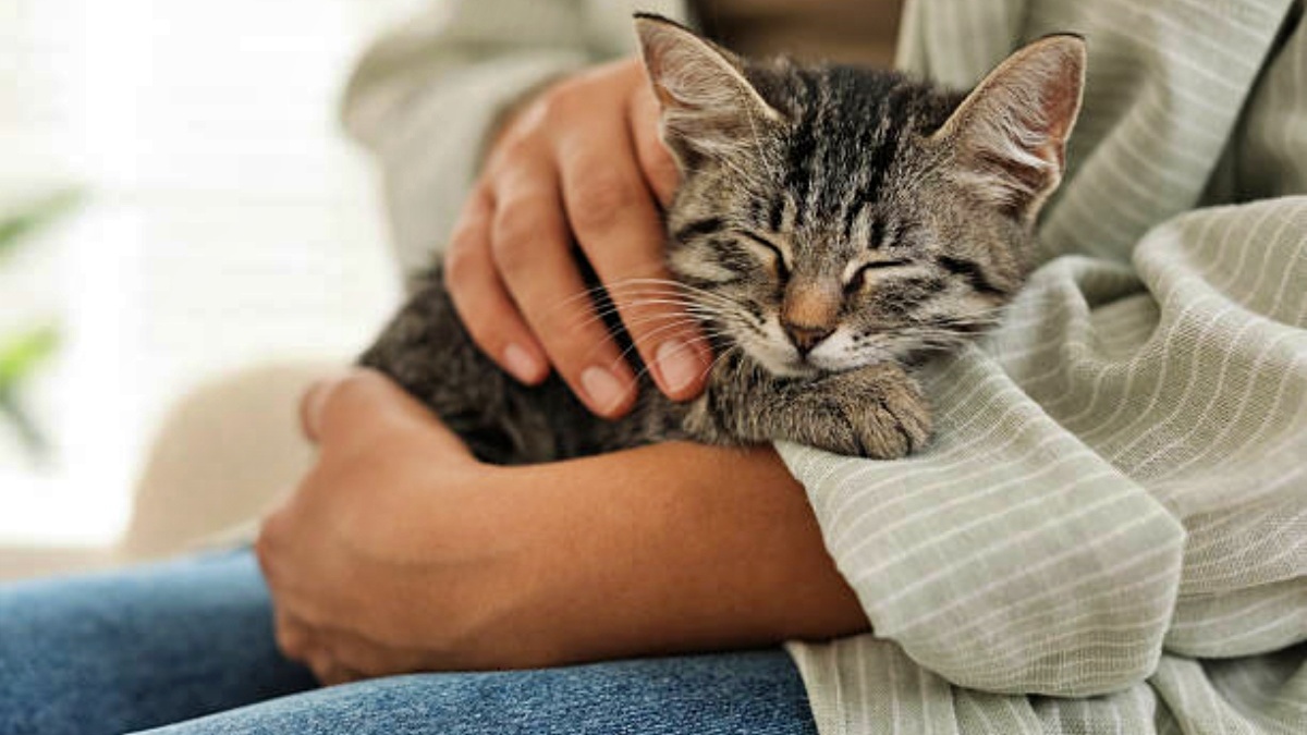 How to prepare your cat for a visit to the vet, according to VCA Animal ...