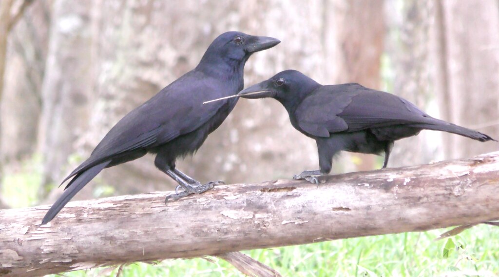 15 things you never knew about crows (but should)