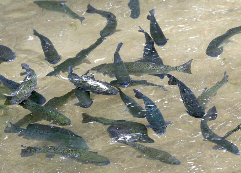 Whirling disease found in another Alberta watershed