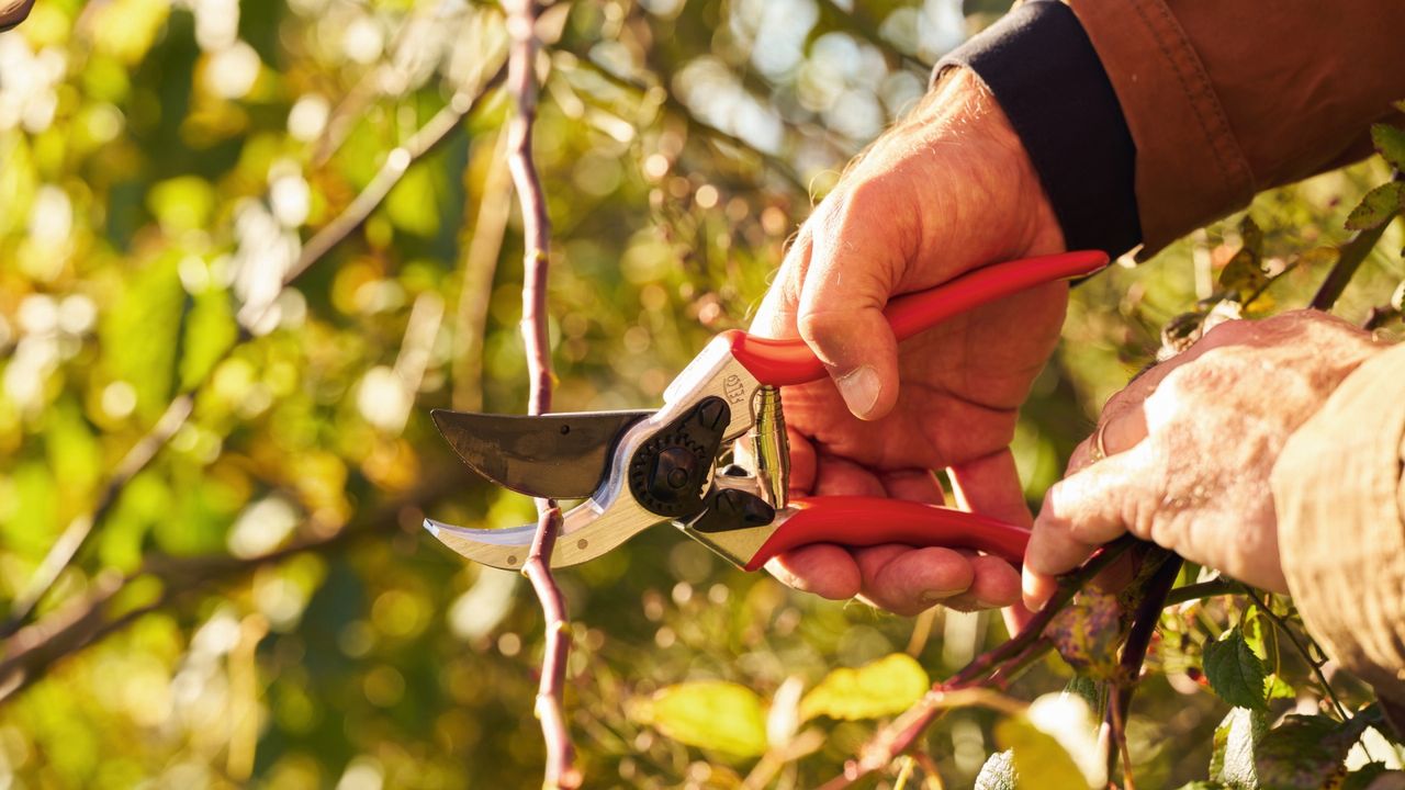 These essential pruning tools make any trimming easier – see our tried ...
