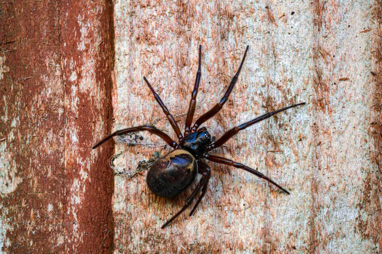 Brits warned false widow spiders invading UK homes due to heatwave