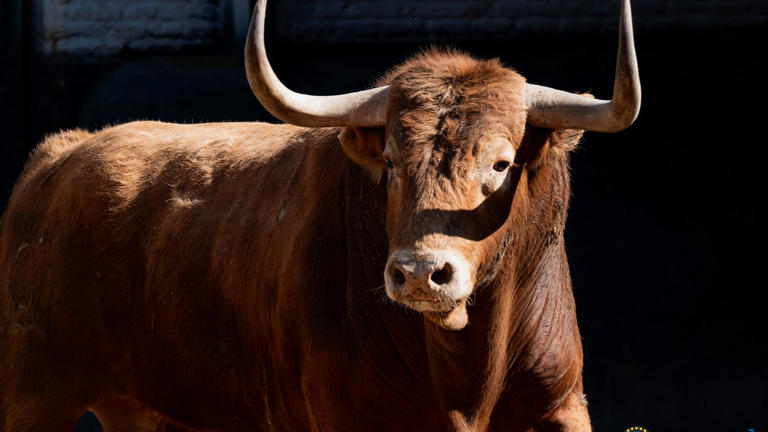 Estos son los imponentes toros de Garcigrande para una nueva tarde de ...