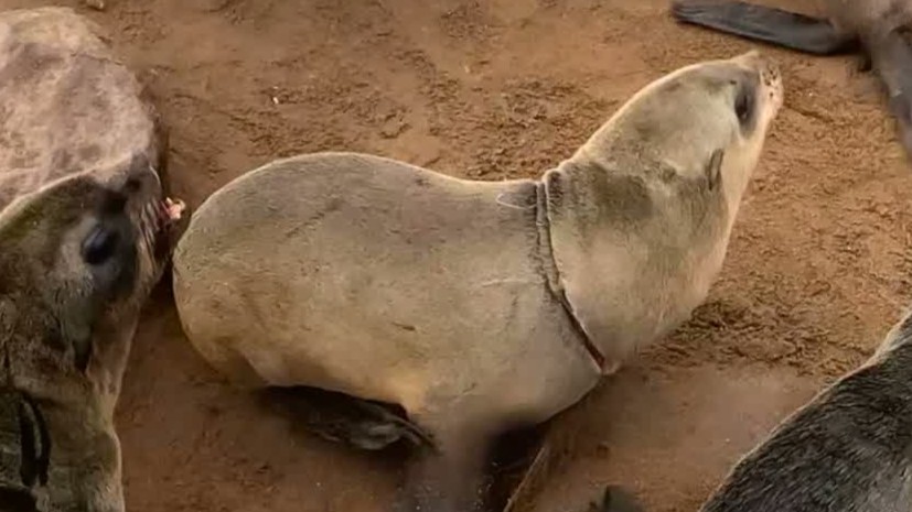 This is the cutest thing ever - The internet fell in love with the seal ...