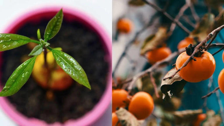 How to grow persimmon in a pot