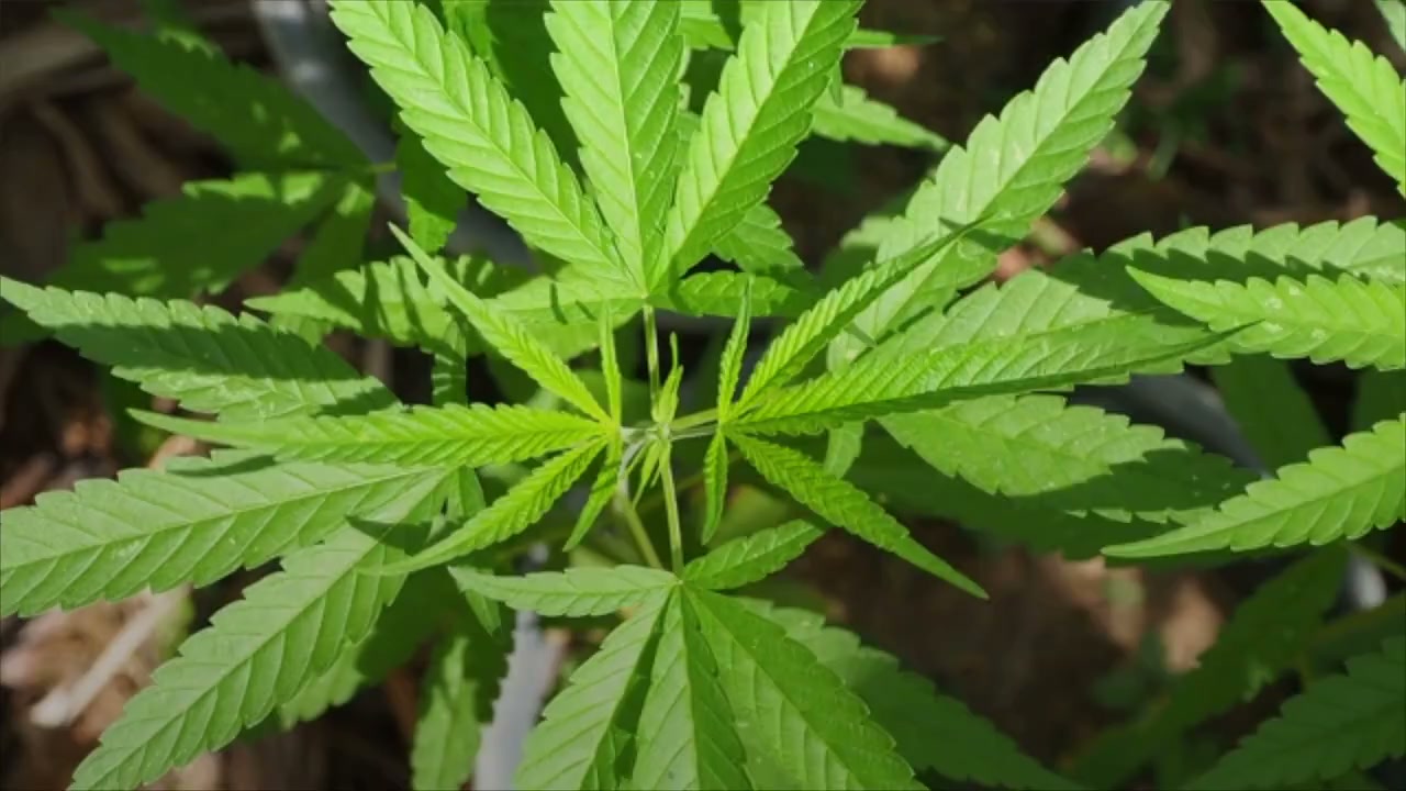 It turns out weed probably doesn’t make you more creative