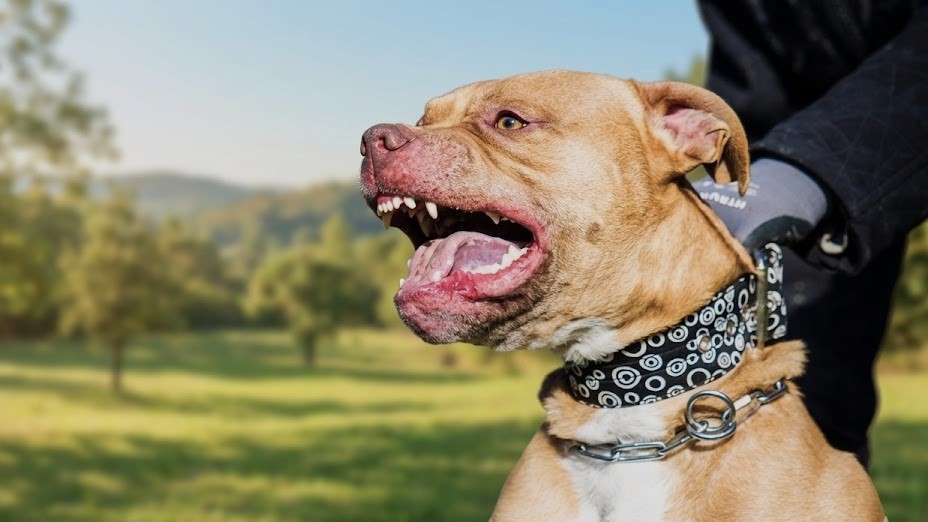 This pitbull dragged a 7-year-old girl to the ground - then wouldn’t let go