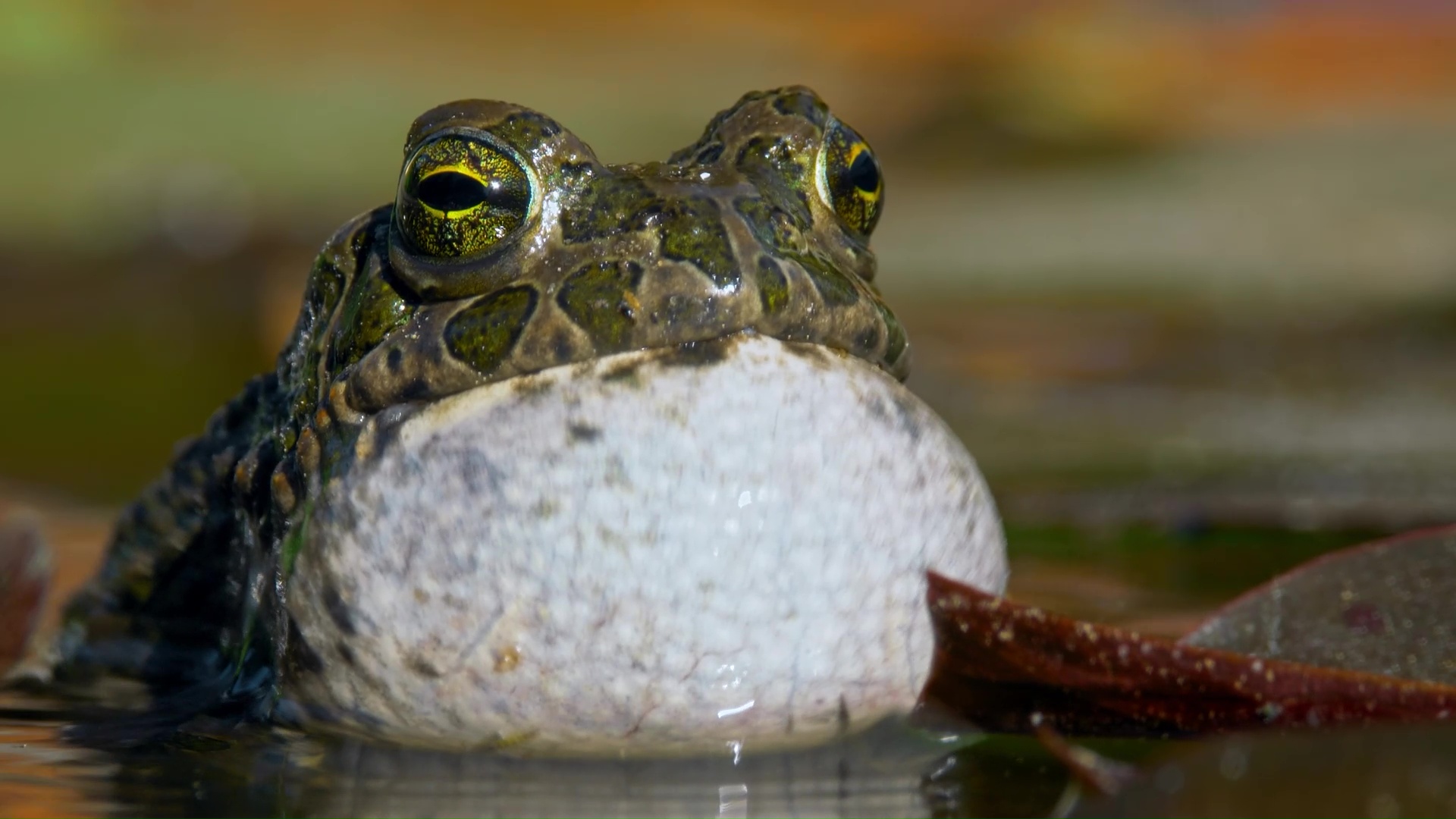 Fascinating green toad showing its unique mating behavior