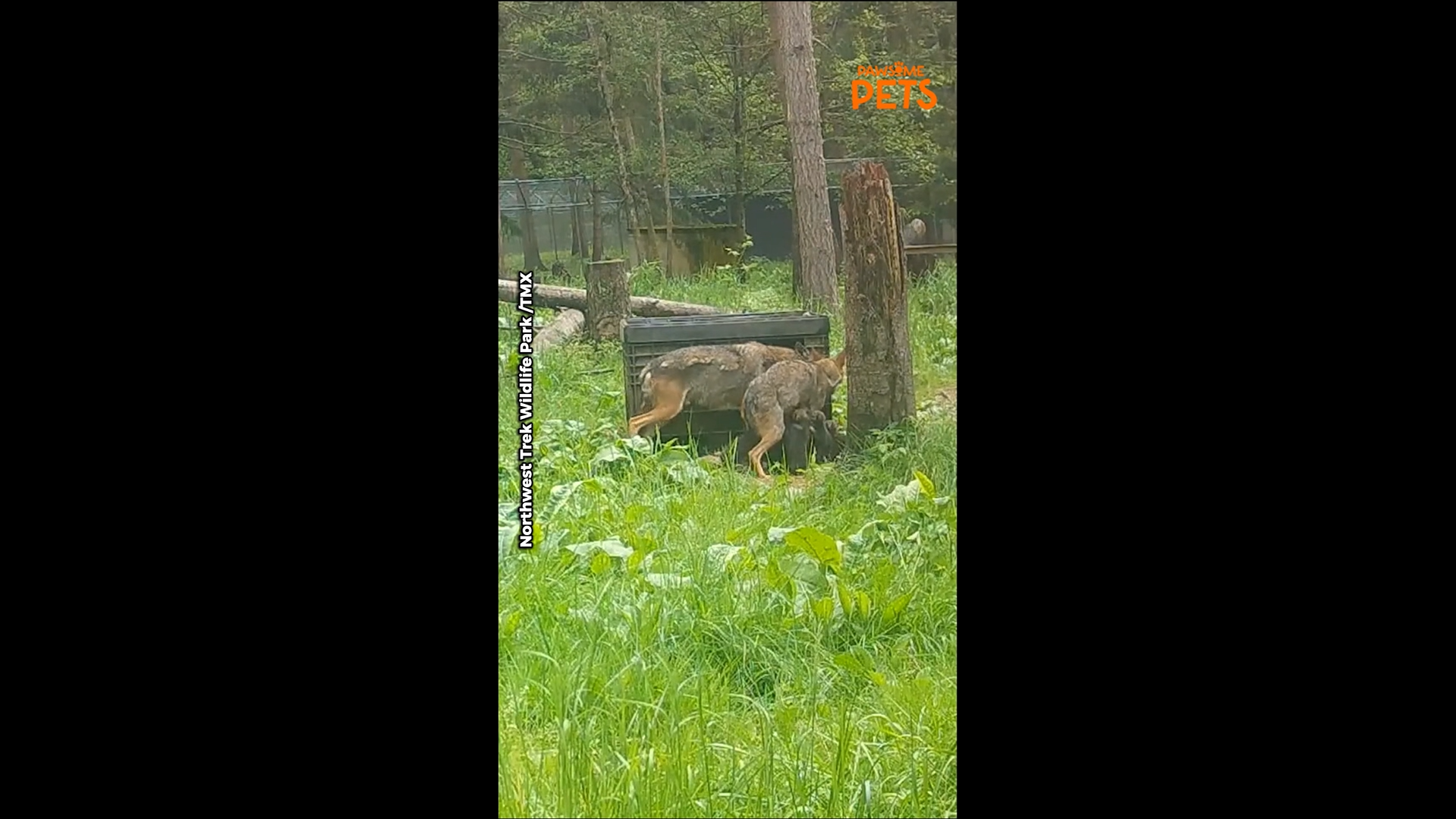 Endangered wolf puppies safely sheltered in den in Washington