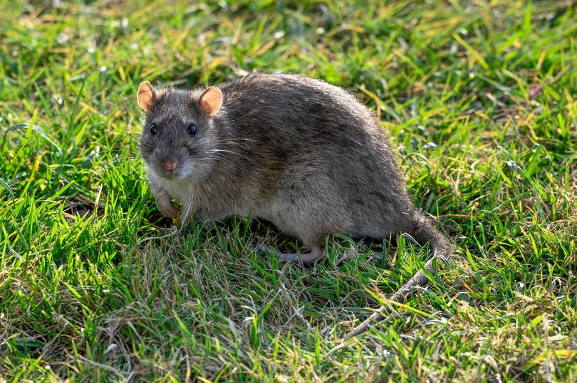 Rats won't come into your garden if you put common 22p item outside