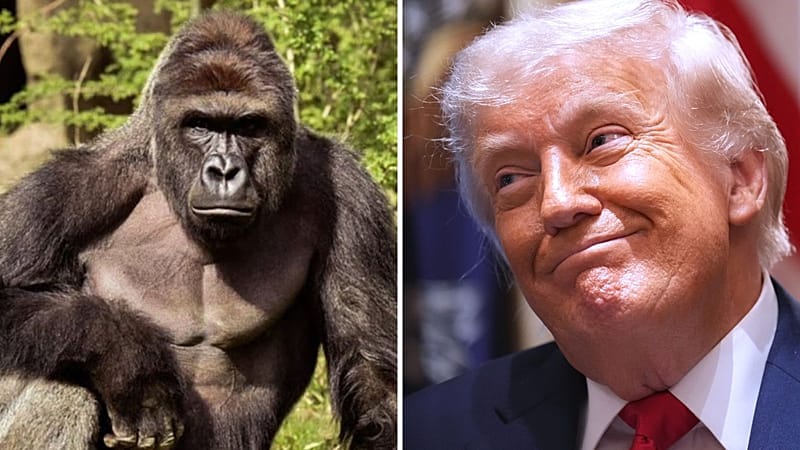 Trump administration mocked for Harambe tribute post 10 years after ...