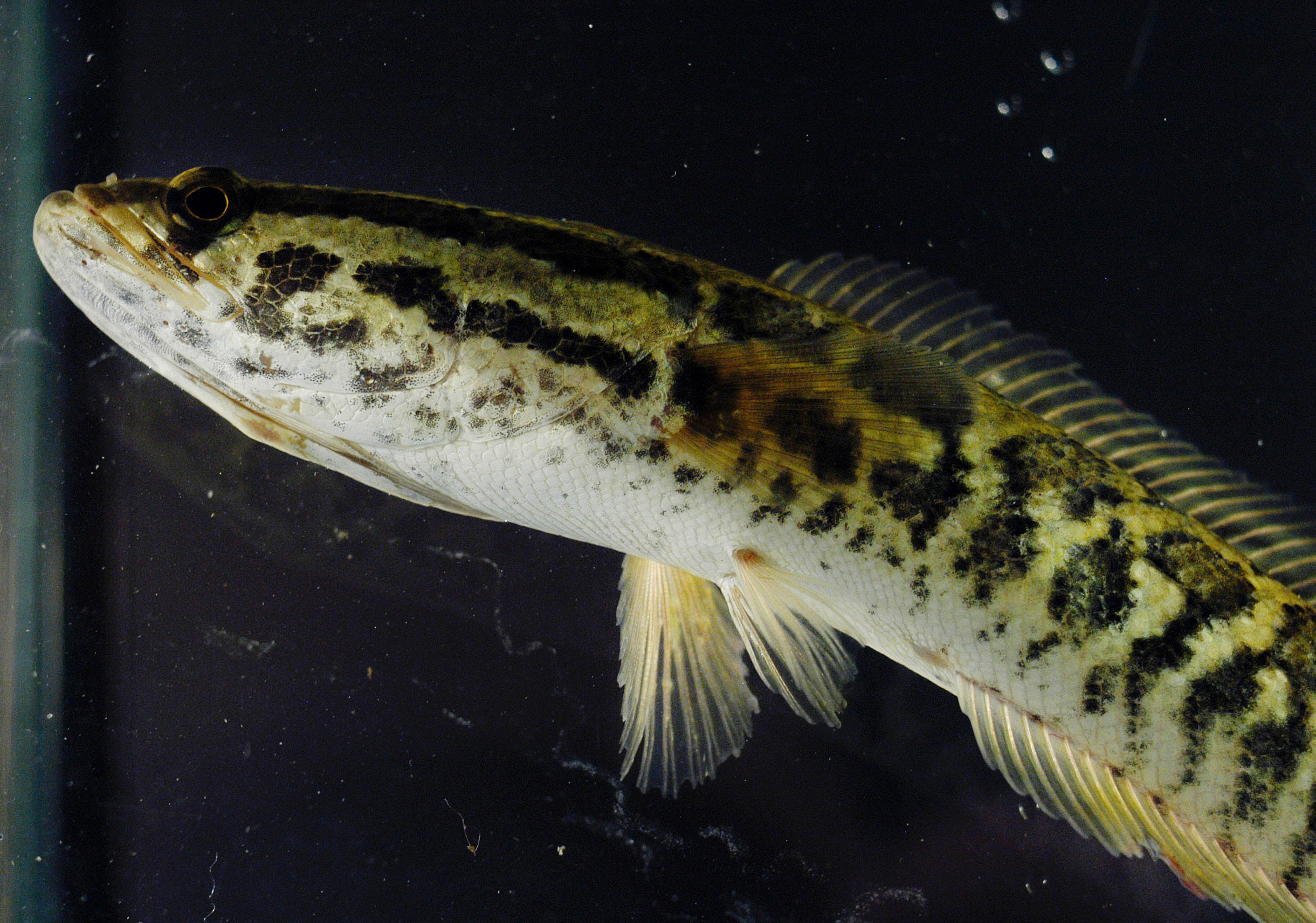 Invasive fish that can walk on land and inspired horror movies caught ...