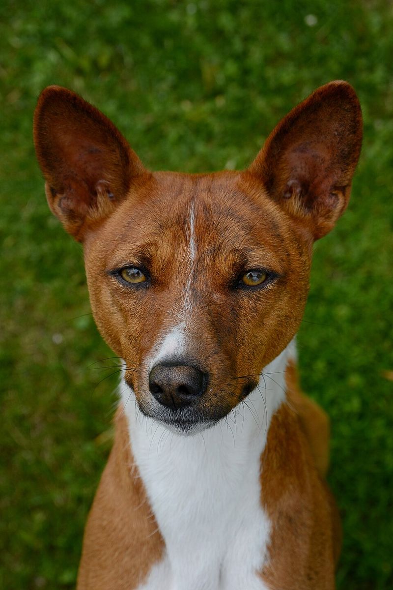10 reserved dog breeds that appreciate calm and personal space
