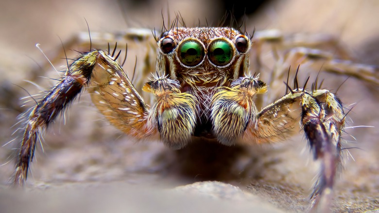 Here's why you shouldn't kill spiders in your home
