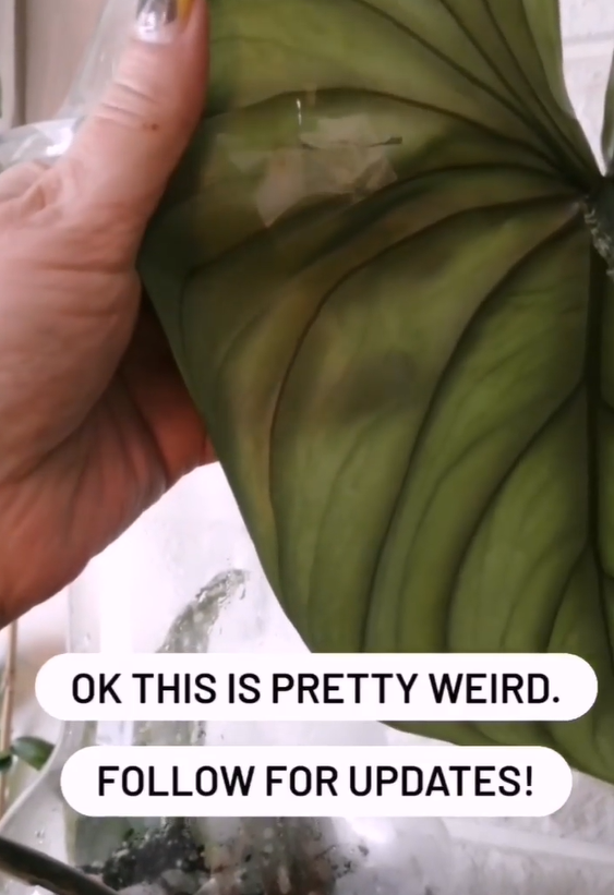 I was trimming a yellow leaf and then this happened | Plant care gone wrong