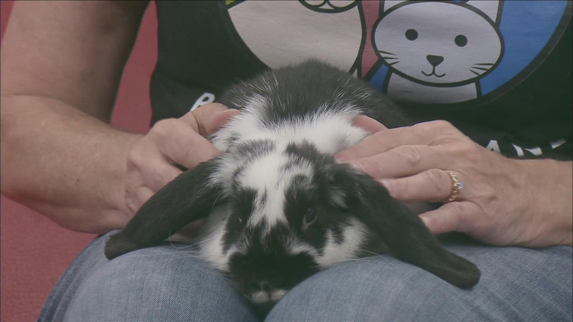 Pet of the week, May 29