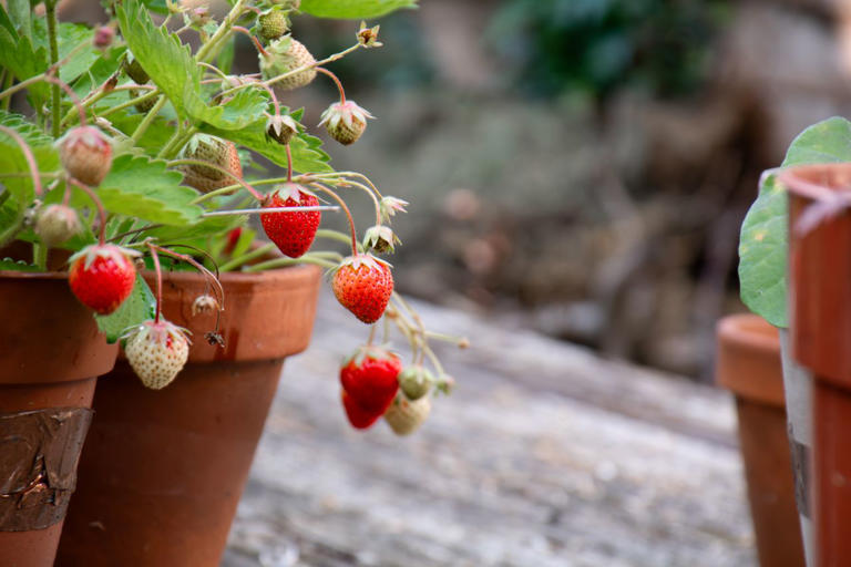7 shade-friendly fruits and vegetables you can grow in patio pots
