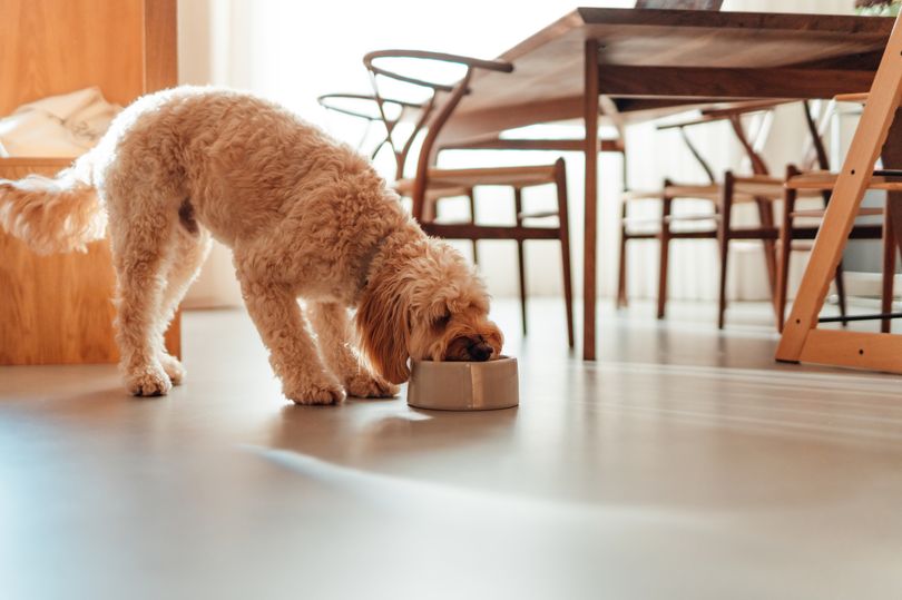 Common dog water bowl mistake that could make you and your pet sick