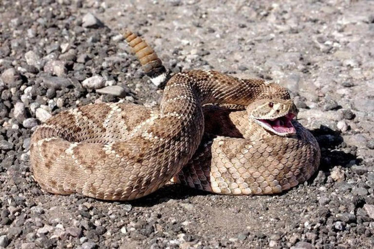 Video: Dutton Ranch production catches 3,400 rattlesnakes during Texas ...