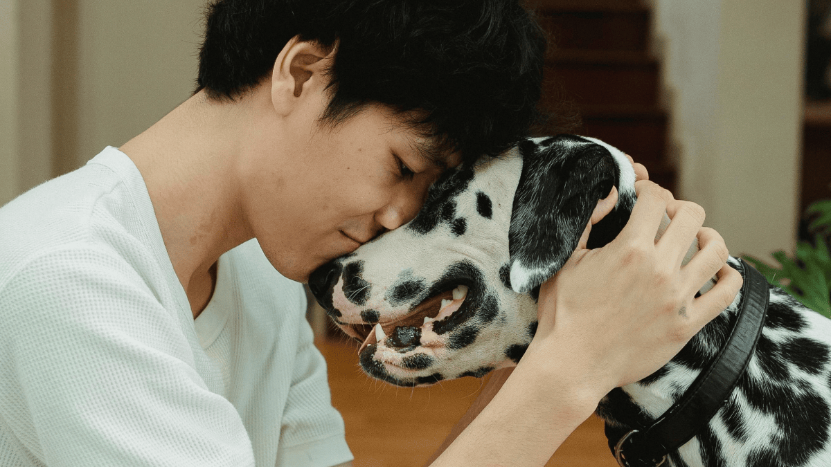 Canine jealousy or red flags? 8 reasons your dog might not like your ...