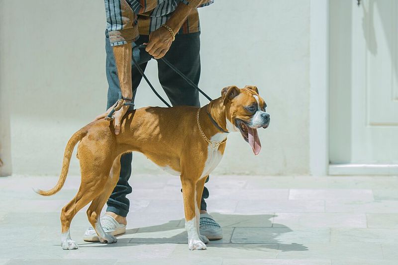 13 forever-young dog breeds owners say rarely slow down completely