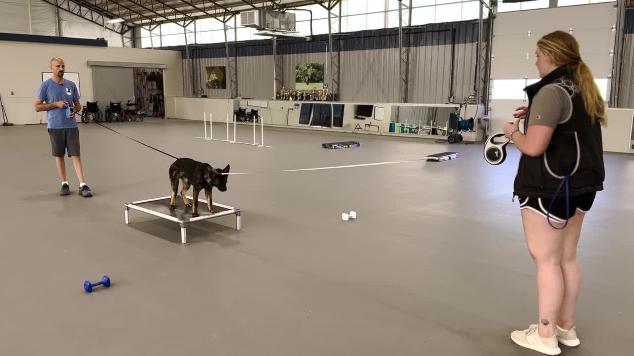 Expert techniques for dog retrieval training