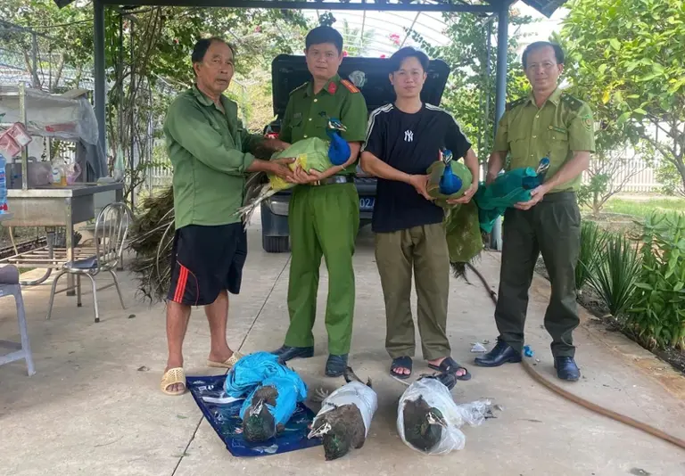 Nuôi làm cảnh suốt nhiều năm, người dân tự nguyện giao nộp 9 chim công ...