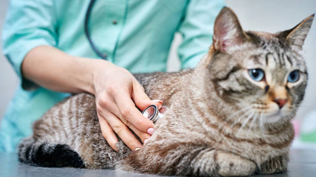 How to prepare your cat for a visit to the vet, according to VCA Animal ...