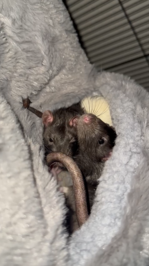 Surprisingly adorable rats showing off pet goals