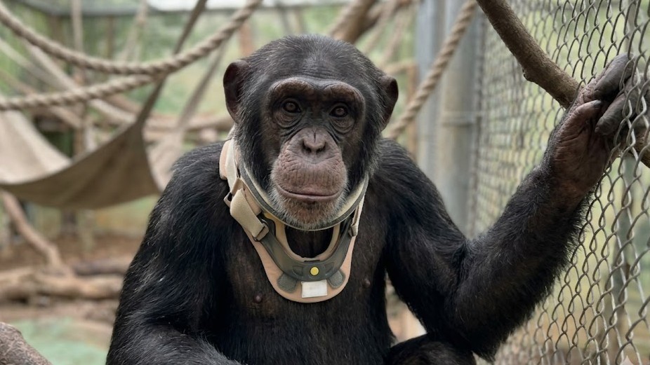 He attached one monkey’s head to another monkey’s body - then it woke up