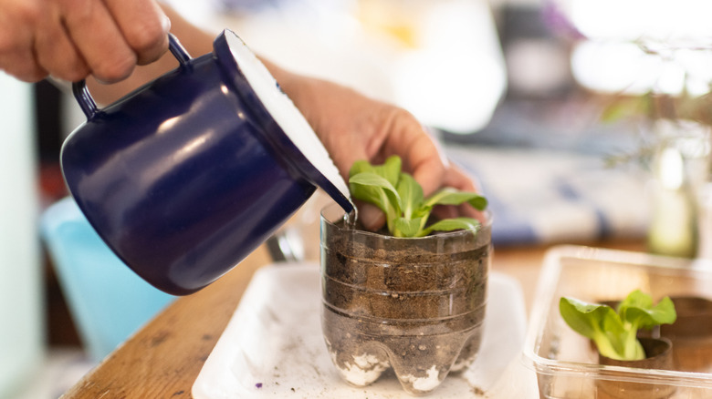 Don't reuse containers in your vegetable or herb garden unless they ...