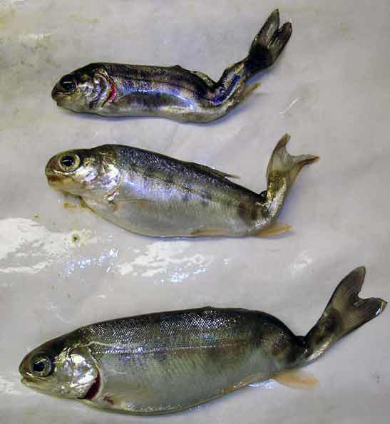 Whirling disease found in another Alberta watershed