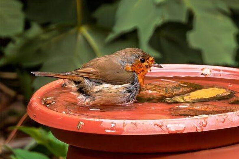 You can naturally attract birds to your garden this summer with clever tip