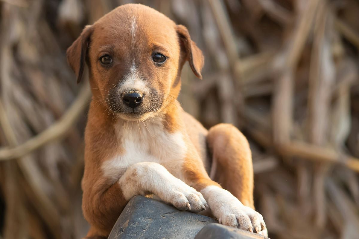 Stray dog debate: Calls for humane, scientific and balanced solutions ...