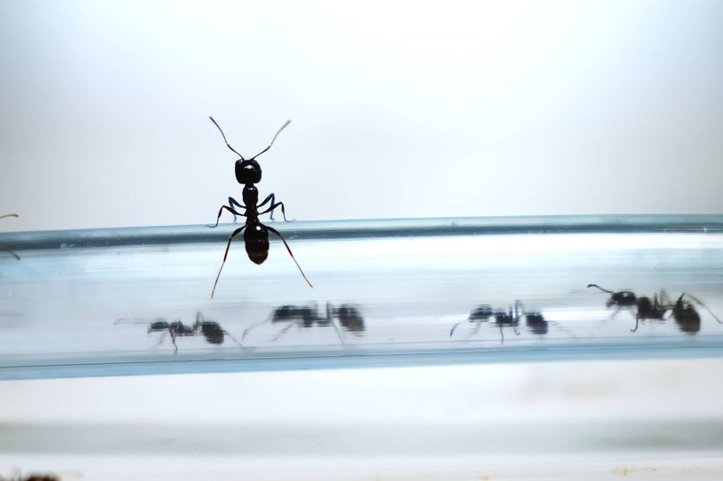 Keep ants out of your home this spring using a common kitchen spice