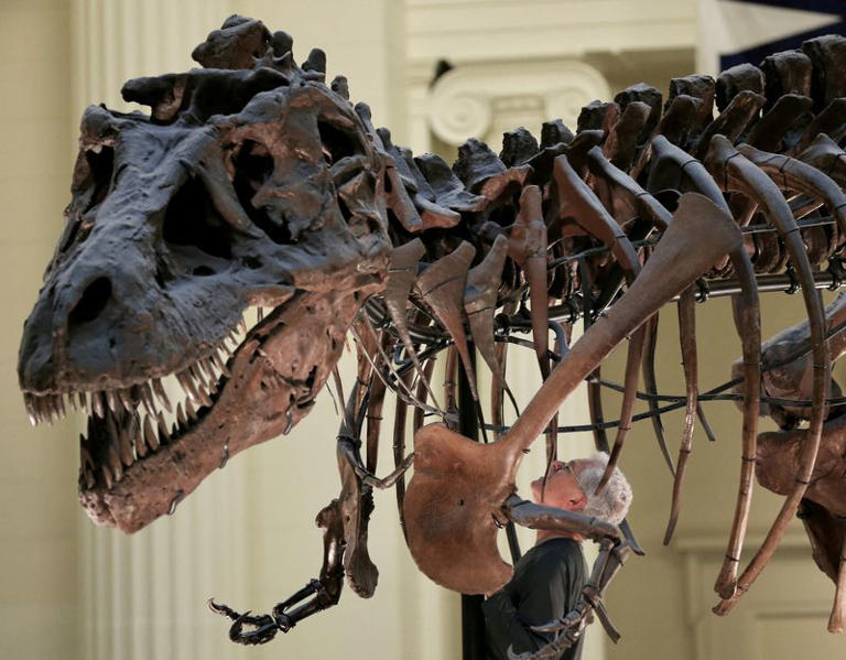 Here's how Tyrannosaurus ended up with a big head and small arms