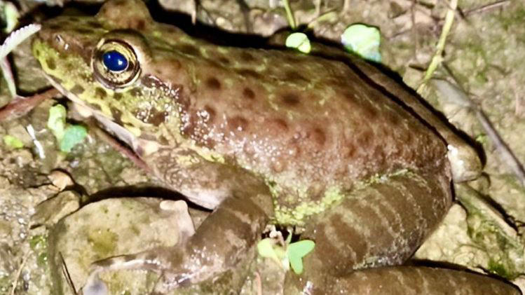 BJP MLA Ranoj Pegu congratulates scientists on discovery of new frog ...