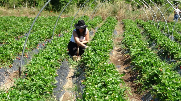 Marmaris’te baba oğulun çilek mesaisi