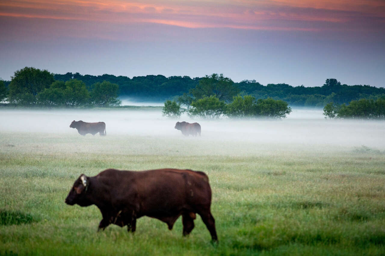 Beef prices are at record highs. A looming flesh-eating parasite ...