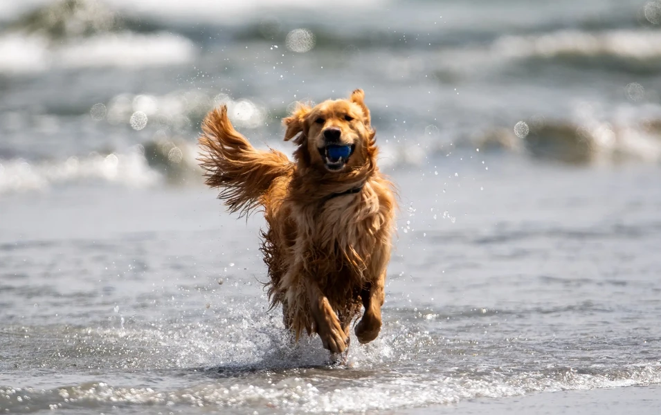 Golden retrievers' joyful water antics make waves online