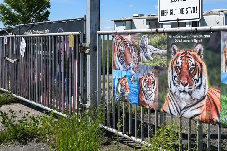 Nach Ausbruch von Tiger Sandokan: Ungewisse Zukunft für Raubkatzen der ...