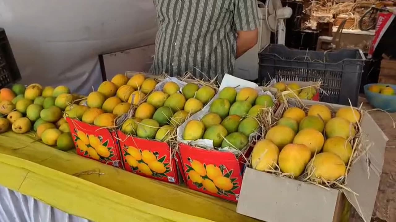 Alphonso crisis: 80% crop hit, prices surge to Rs 1500 a dozen