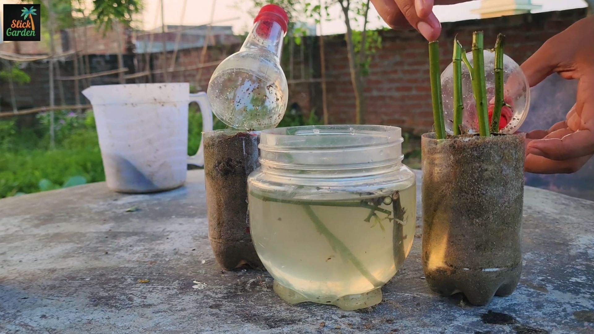 DIY plant propagation hack: Grow cuttings faster using plastic bottles