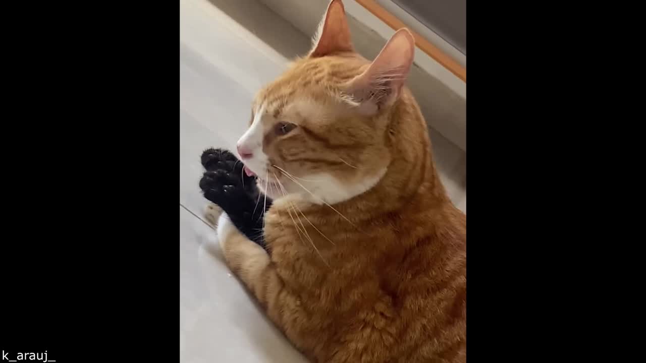 Cat took grooming too far