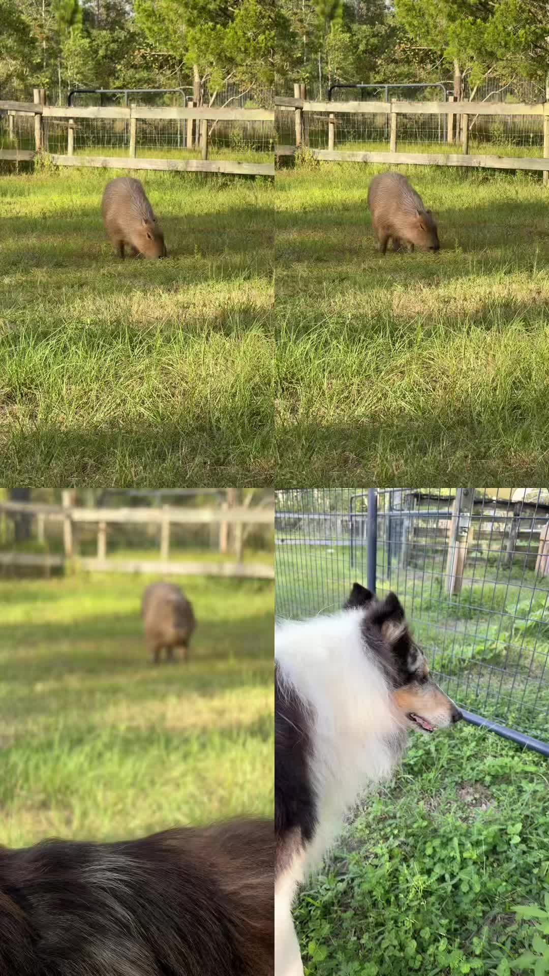 What happens when capybaras meet other animals?