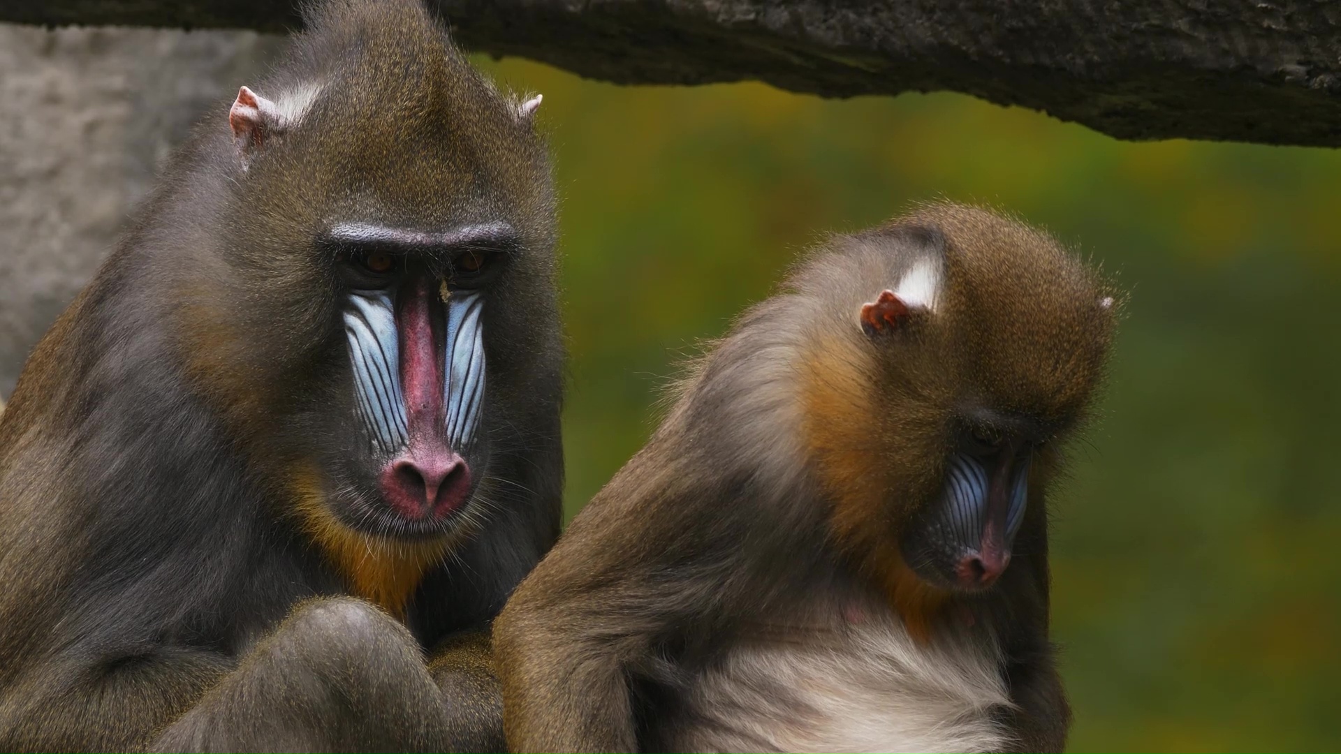 Beautiful mandrill monkeys showing strong family connection in nature