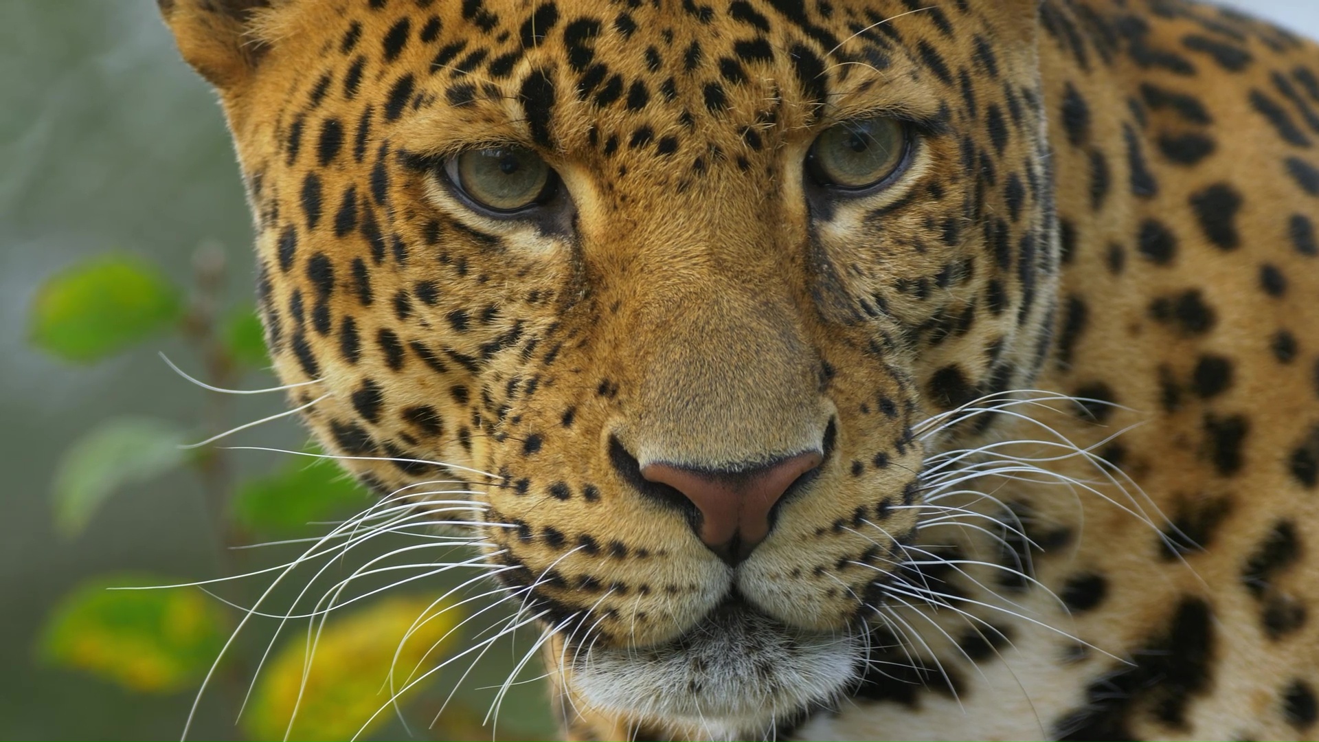 Sharp focused leopard carefully watching and tracking its prey