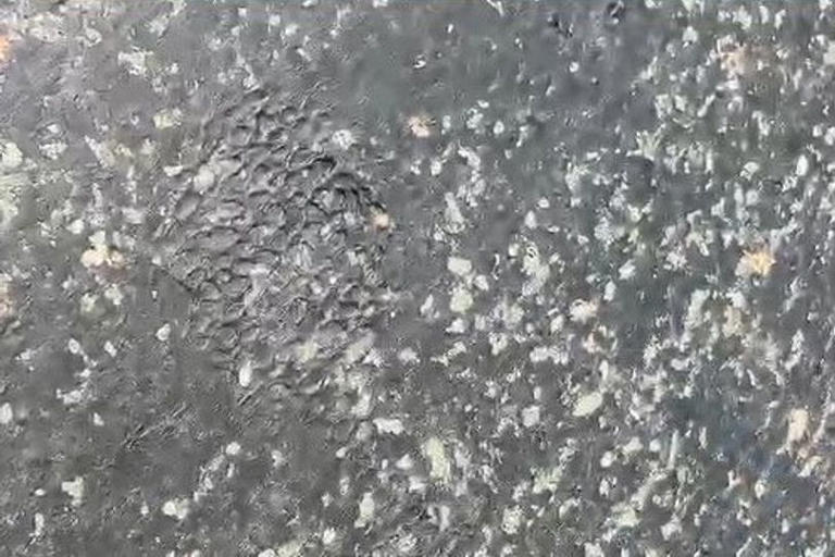 Video shows road melting in blazing Cornish sun